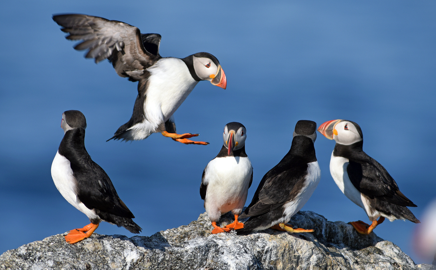 puffin_landing_in_group_at_eer_by_derrick_z._jackson.1.jpg | Hog Island ...